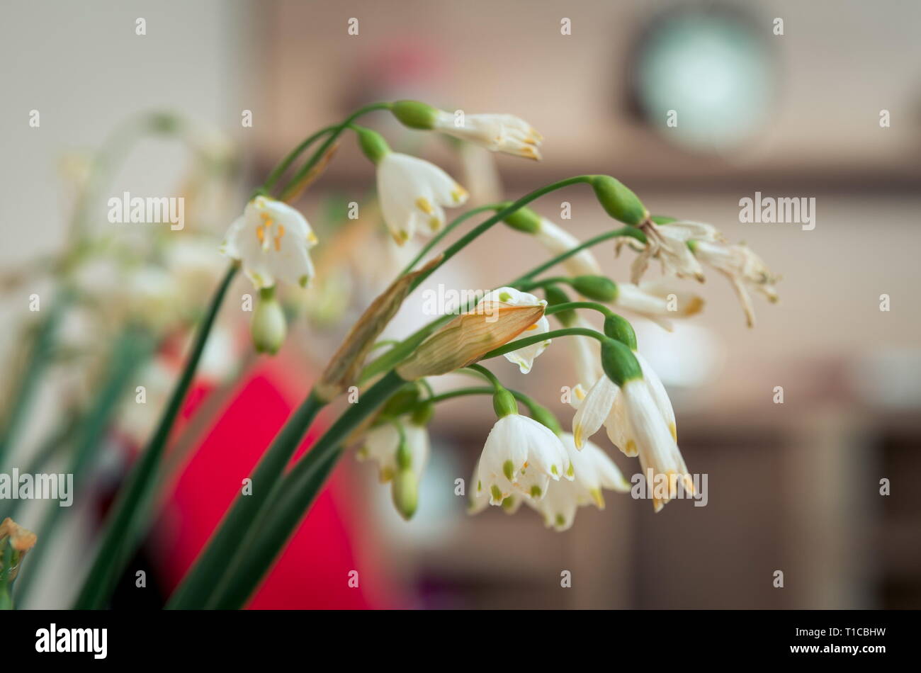Snowdrops view hi-res stock photography and images - Alamy