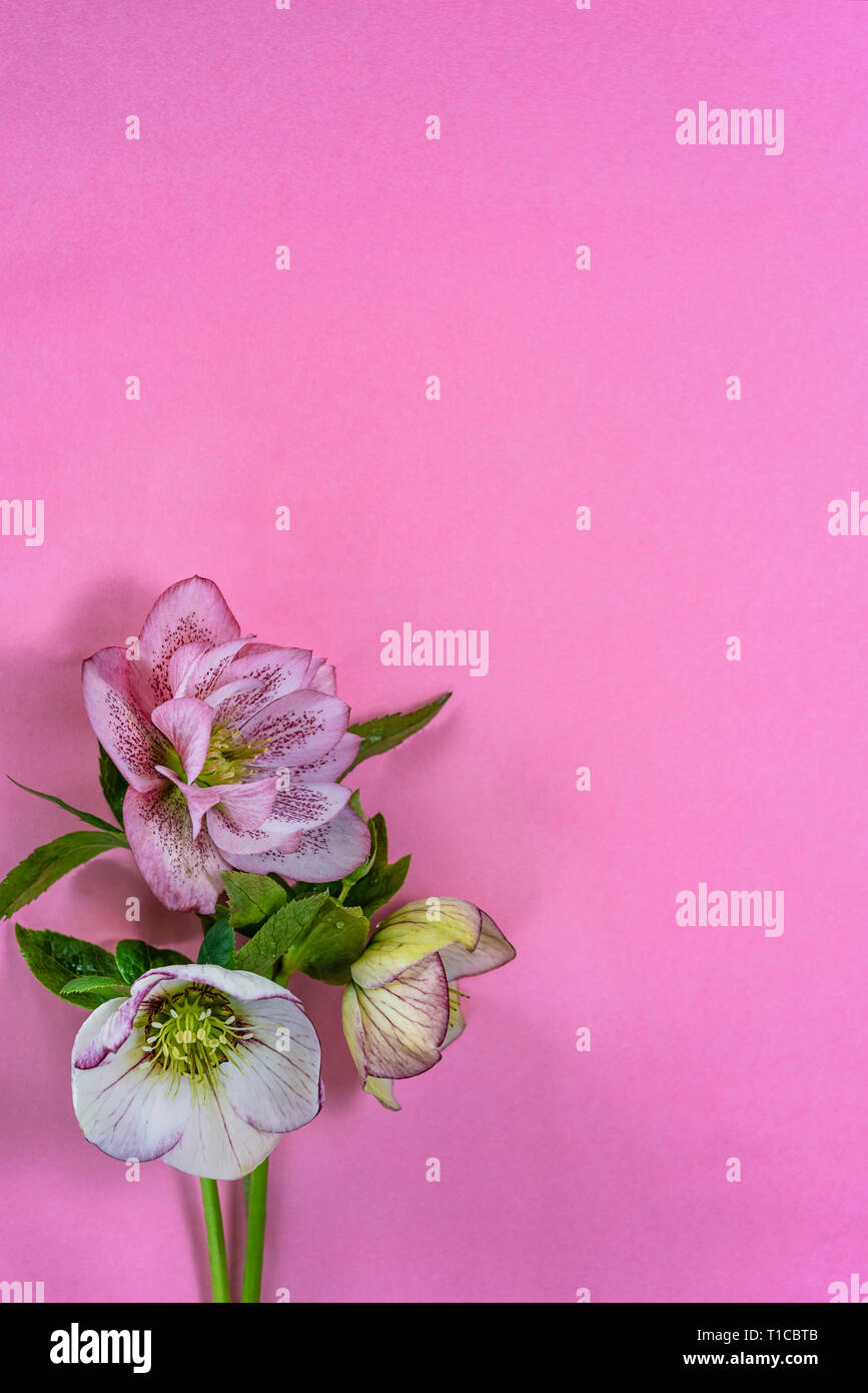 Hellebore flowers on a pink background with copy space Stock Photo - Alamy