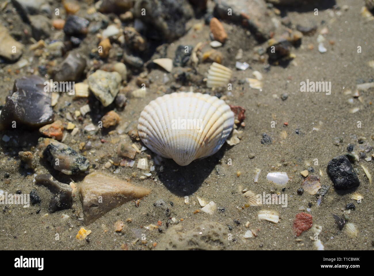 mussel in mudflat Stock Photo - Alamy