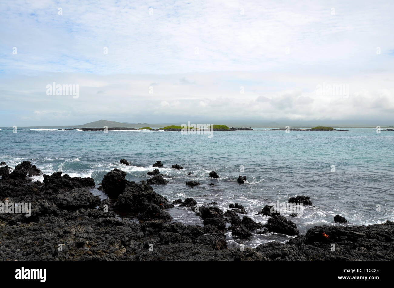 Isabella island wildlife hi-res stock photography and images - Alamy