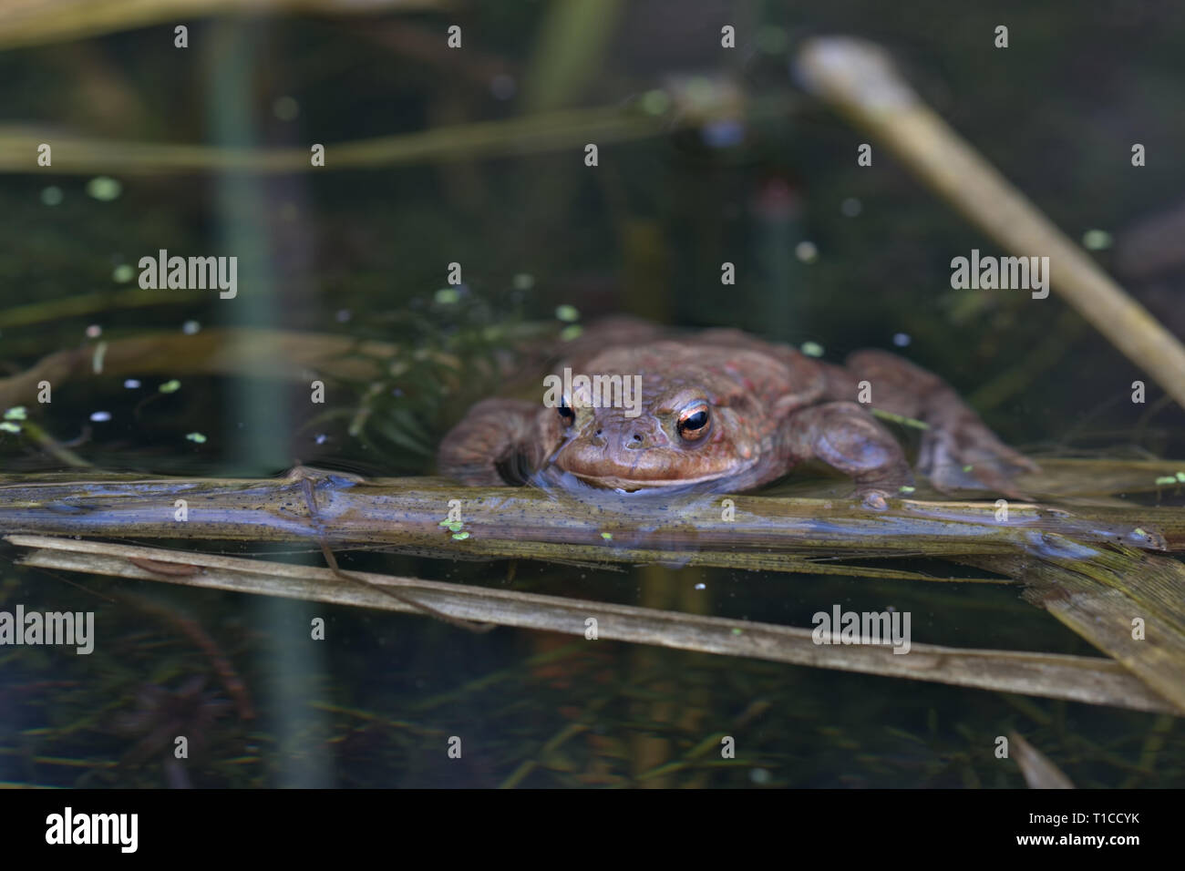 Common Toad, Bufo bufo Stock Photo - Alamy