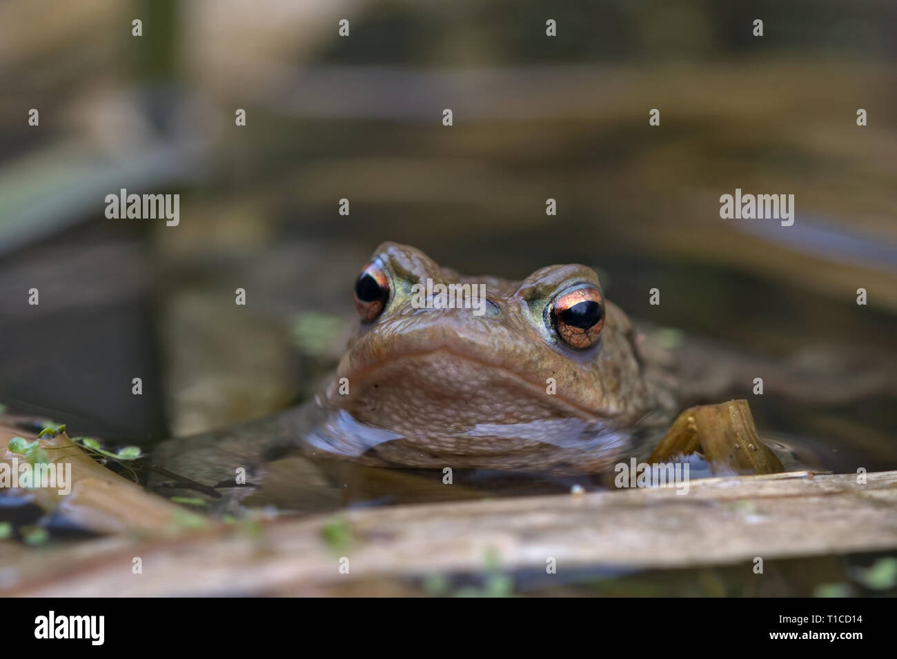 Common Toad, Bufo bufo Stock Photo - Alamy