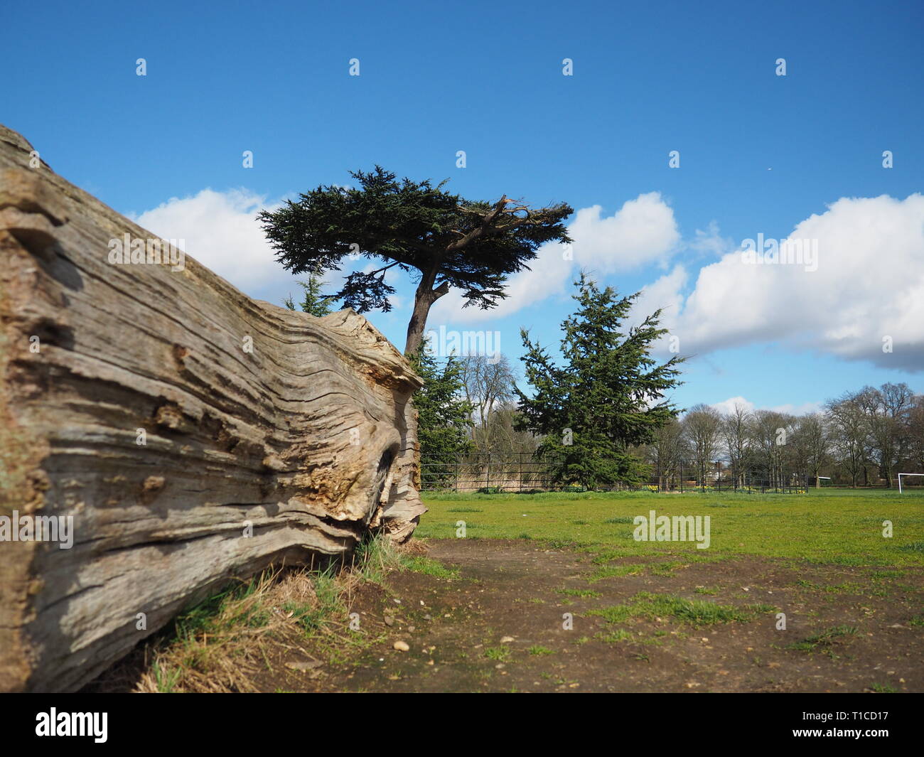 Ancient cedar tree hi-res stock photography and images - Alamy