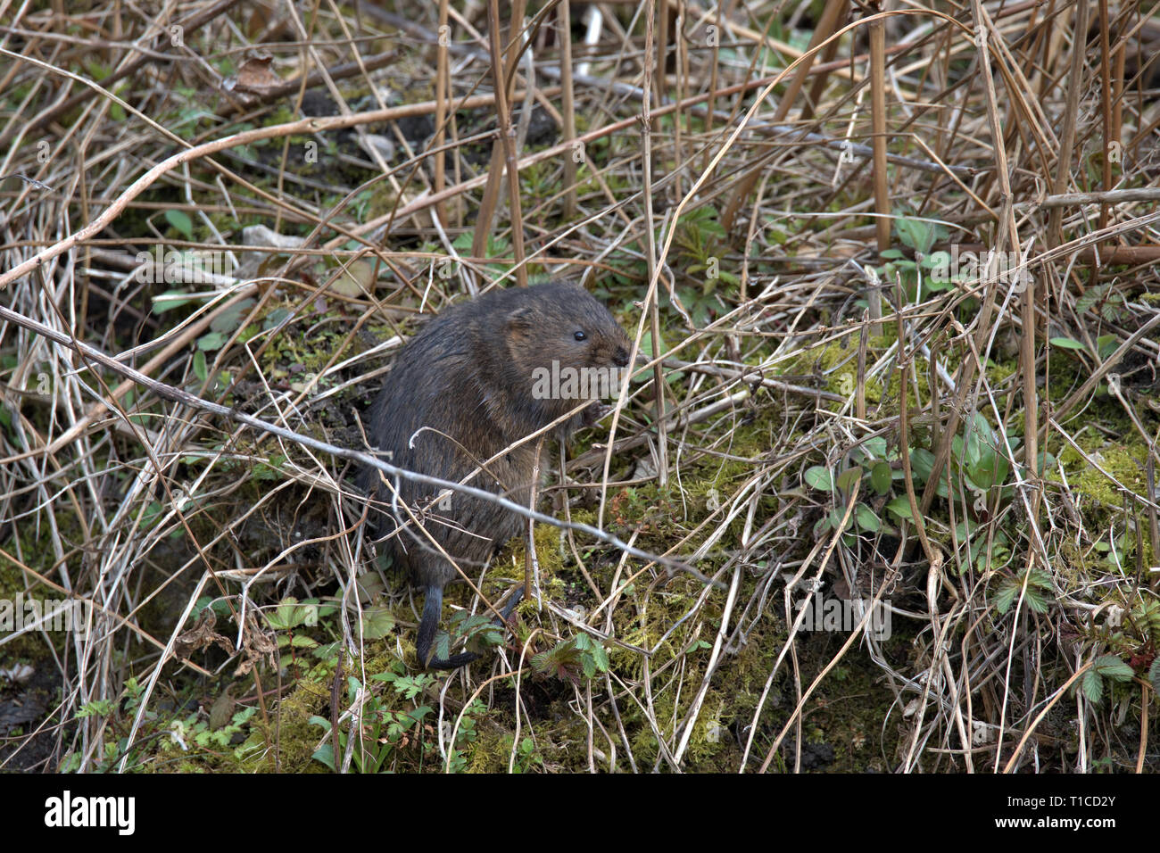 Water Vole, Arvicola amphibius Stock Photo - Alamy
