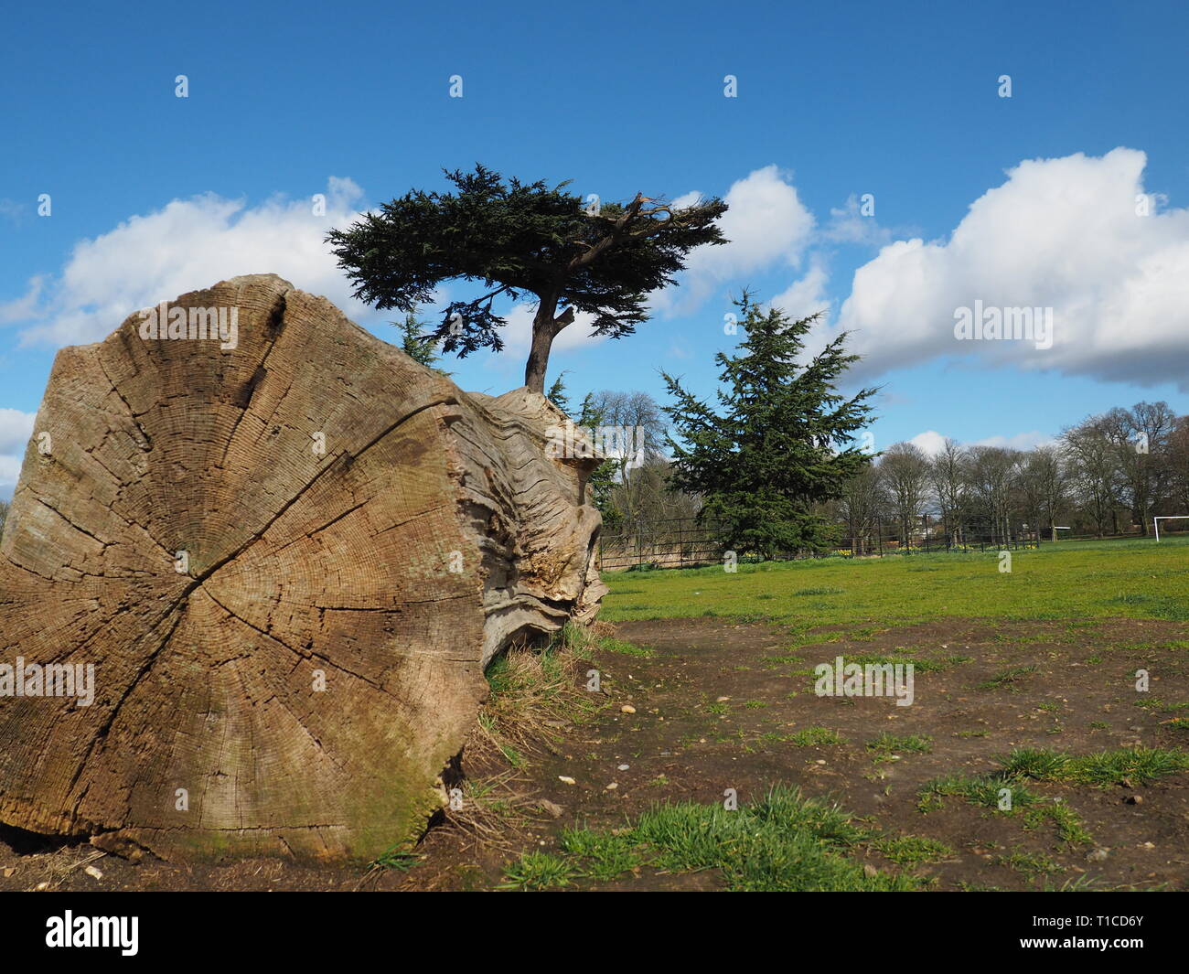 Ancient cedar tree hi-res stock photography and images - Alamy