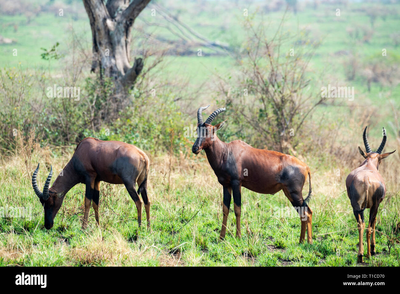 Group of topi (Damaliscus lunatus) grazing in Ishasha Sector of Queen ...