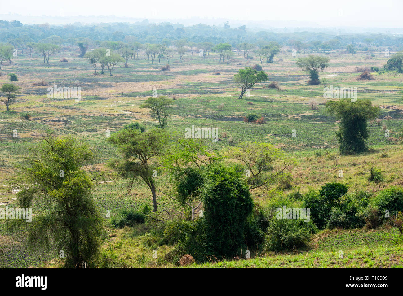 Lush green landscape of Ishasha Sector of Queen Elizabeth National Park ...
