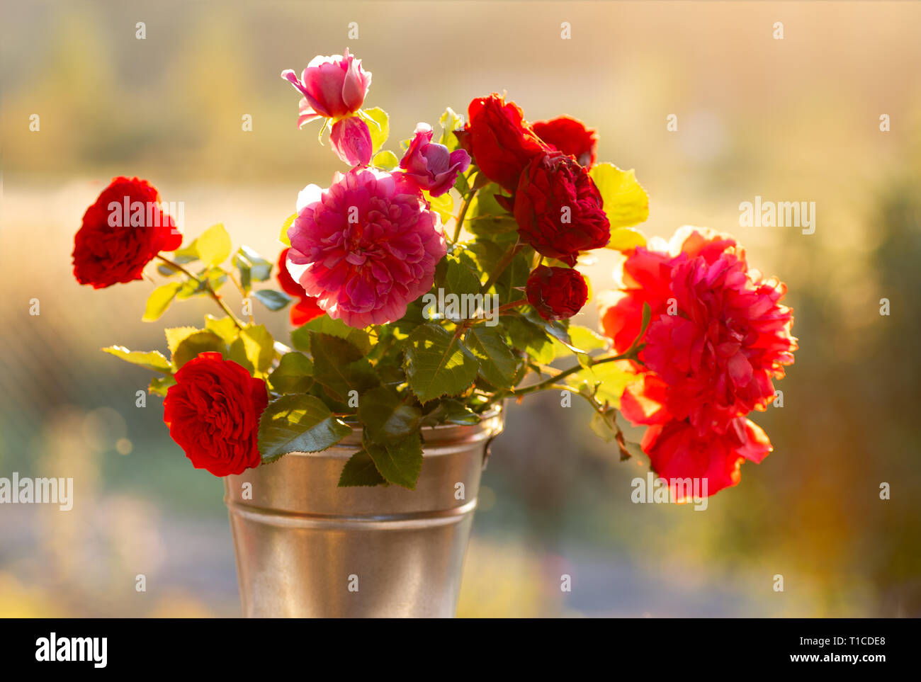 Bouquet of roses in a bucket hi-res stock photography and images - Alamy