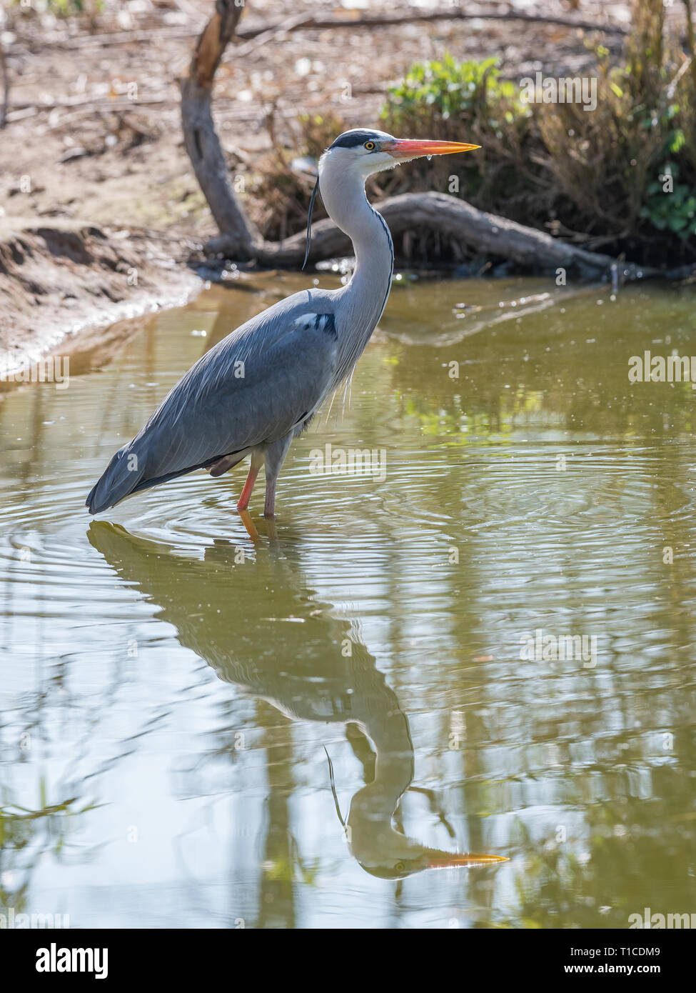 Large Gray Bird Stock Photos & Large Gray Bird Stock Images - Alamy