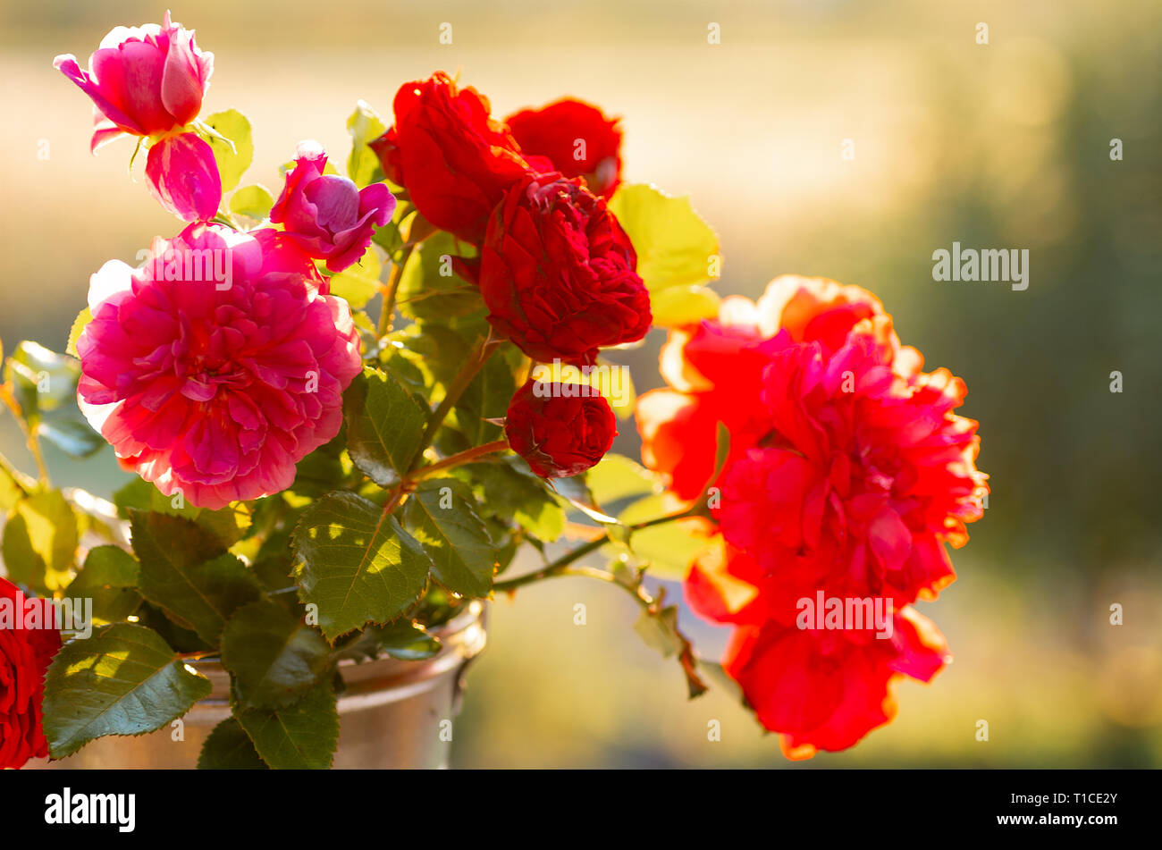 Bouquet of roses in a bucket hi-res stock photography and images - Alamy