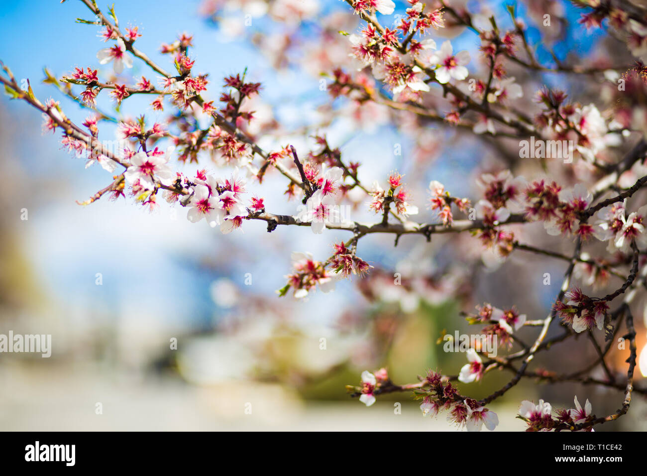 Spring Japanese cherry blossom trees in early april Stock Photo - Alamy