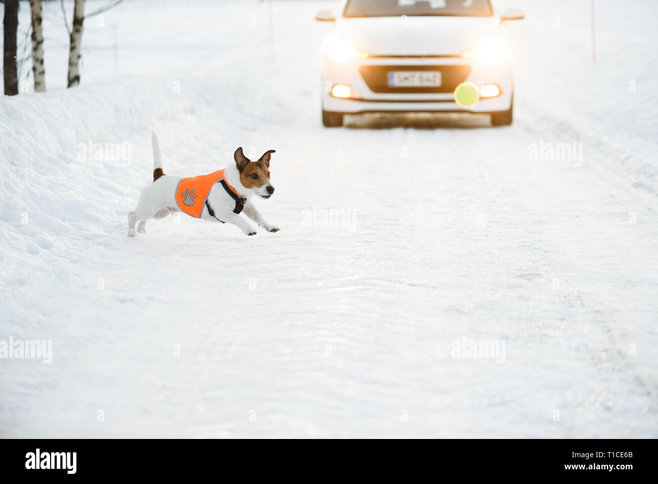 Road safety concept with dog wearing reflective vest runs at slippery ...