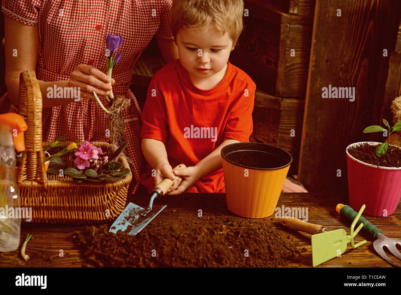 New life concept. Little child plant spring flower in soil, new life ...