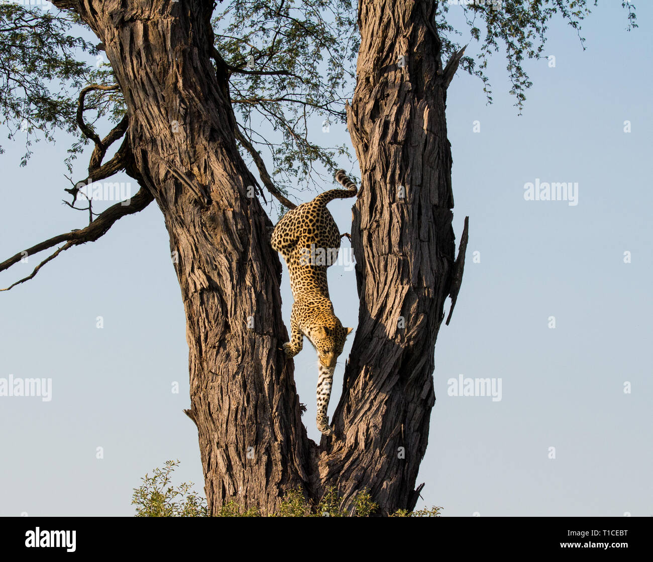 Climbing down a tree hi-res stock photography and images - Alamy