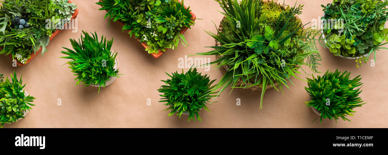Various evergreen plants in pots, top view Stock Photo - Alamy