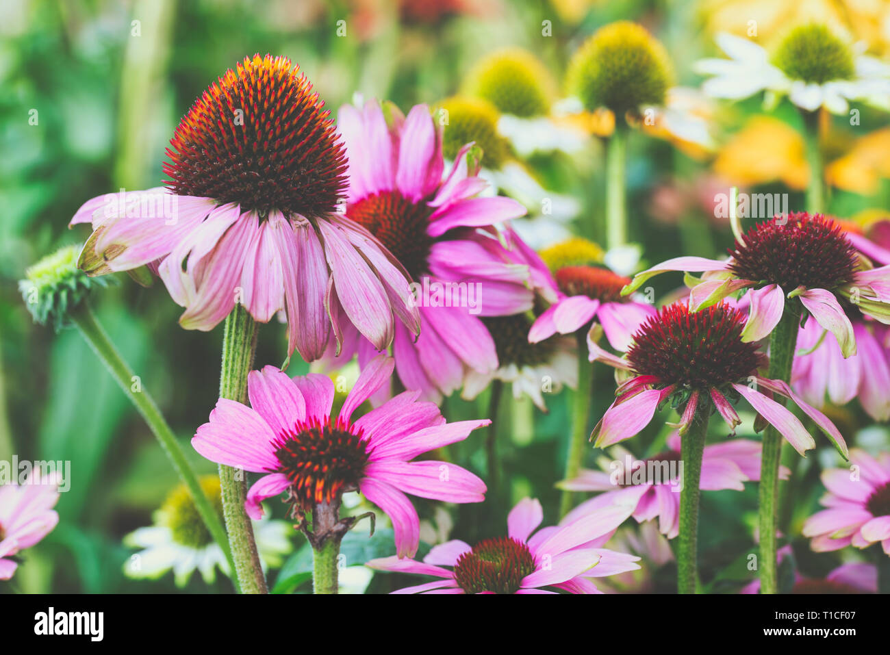 Colorful mixed flowers with lovely blossoms - natural cinematic edit ...