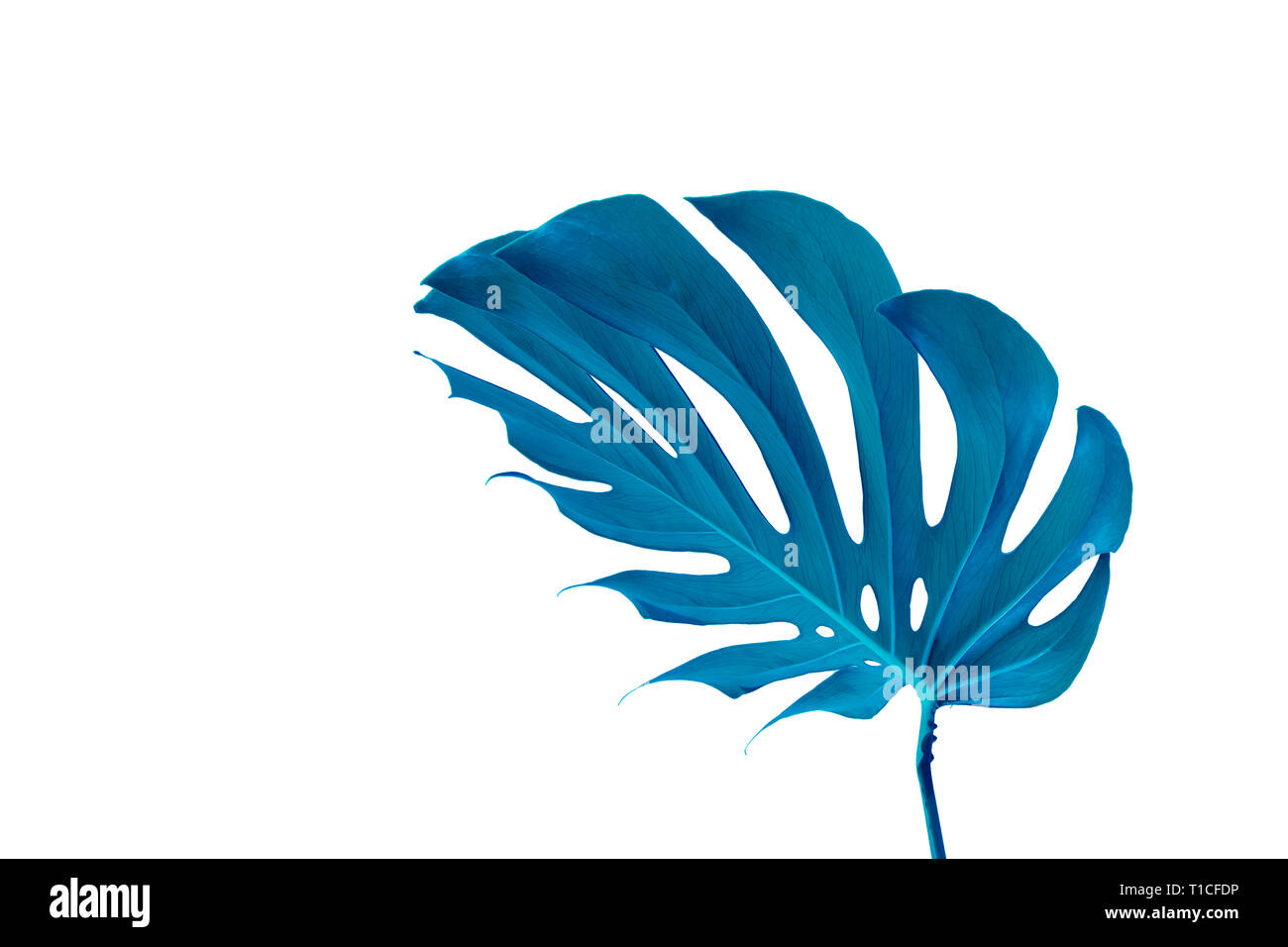 Blue leaves of monstera on a white background. Palette of green and ...