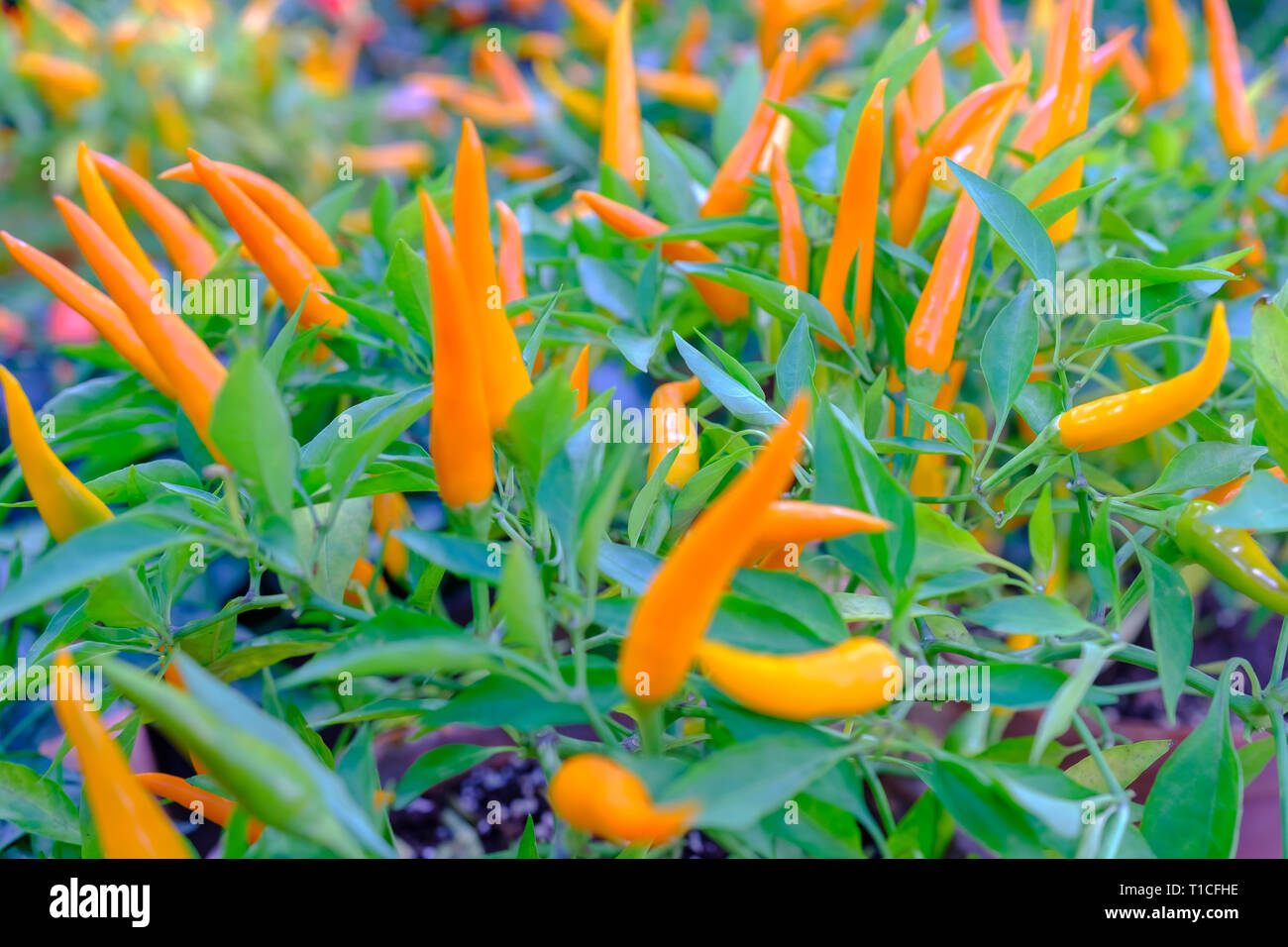 Hot chilli papers hi-res stock photography and images - Alamy