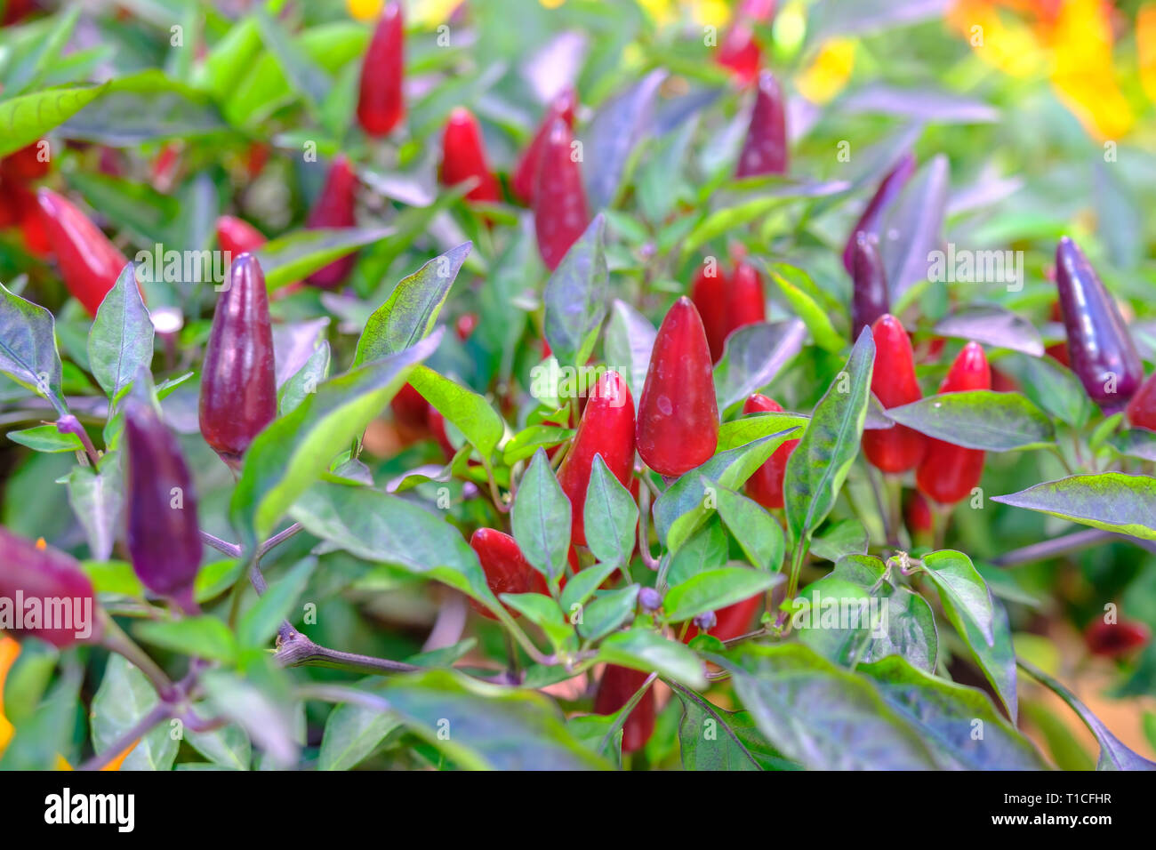 Hot chilli papers hi-res stock photography and images - Alamy