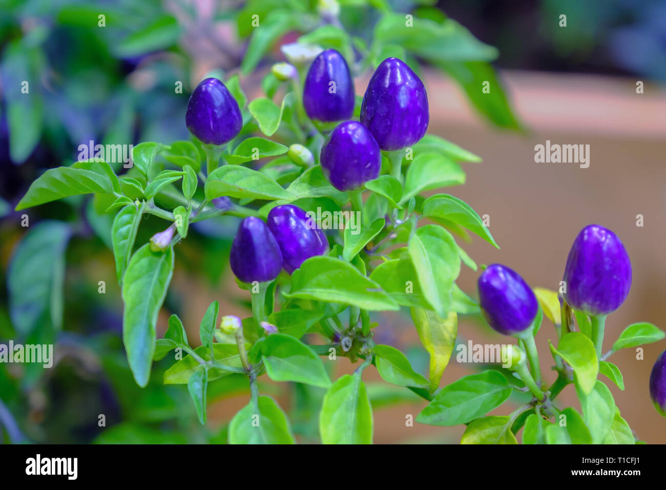 Hot chilli papers hi-res stock photography and images - Alamy