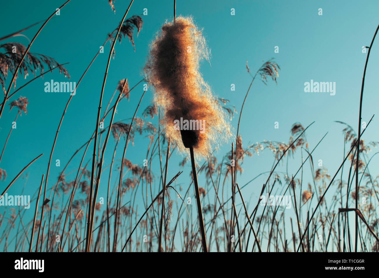 bulrush/cattails at a lake in Denmark Stock Photo - Alamy