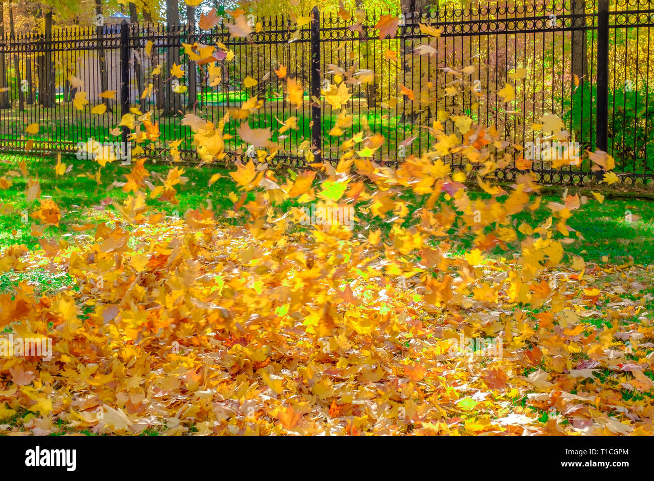 Spin leaves hi-res stock photography and images - Alamy