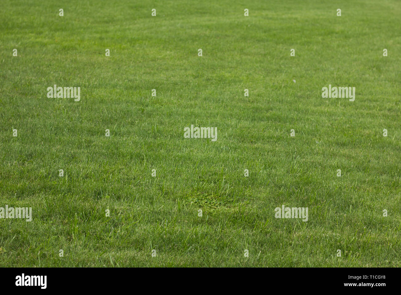 Green grass background. Natural nature. Bright green grass Stock Photo ...