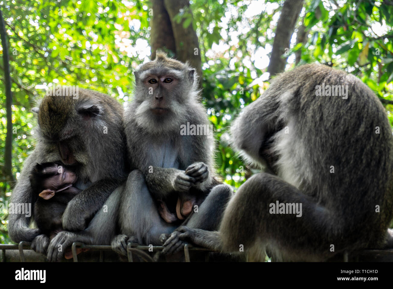 Three monkeys sit and interact each other Stock Photo - Alamy