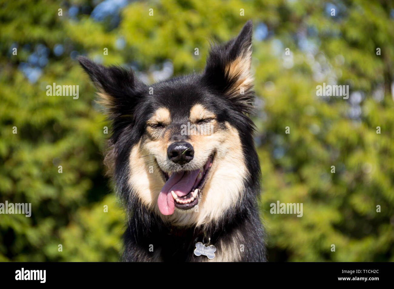 Dog looking at the camera smiling Stock Photo - Alamy