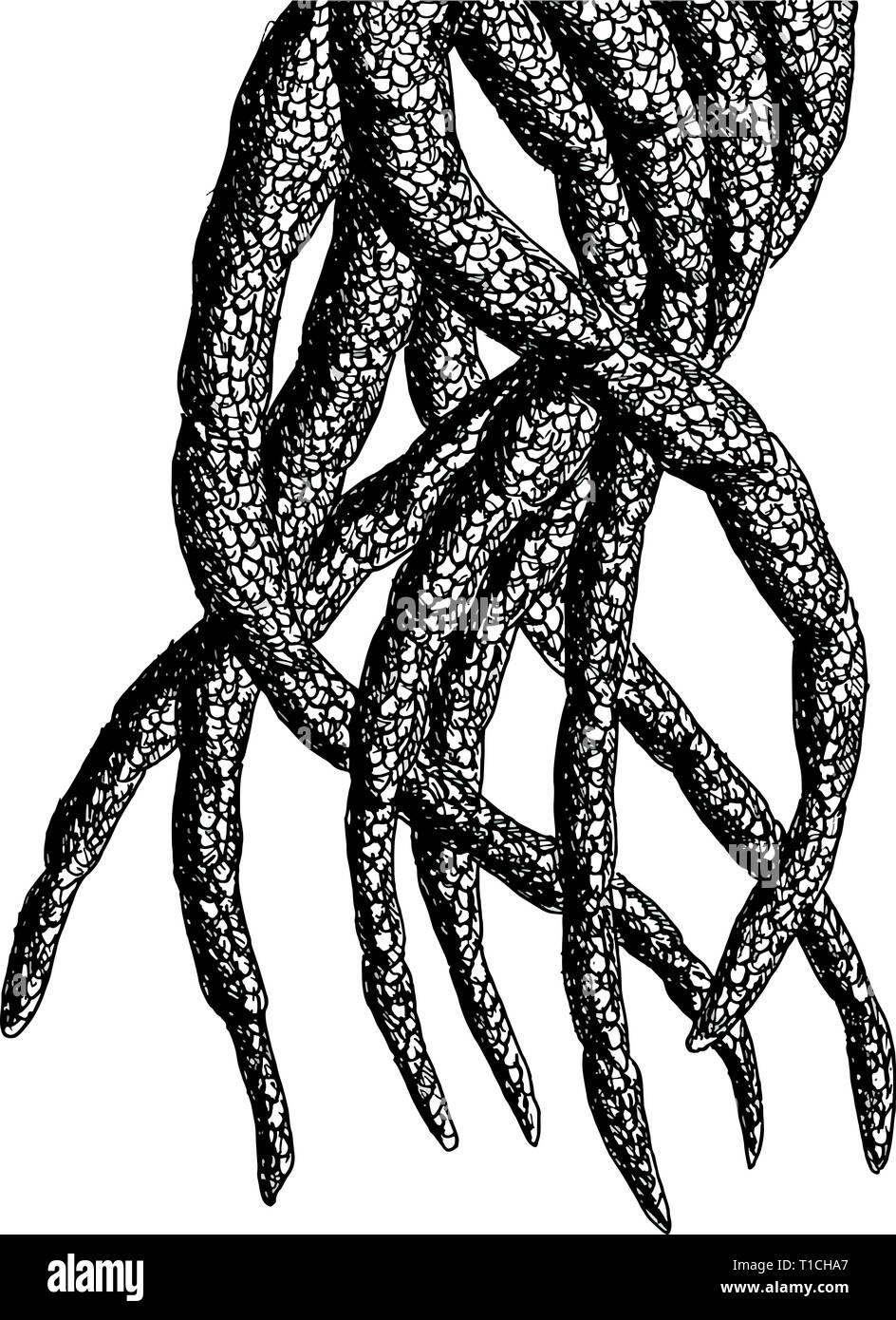 Octopus Tree Drawing