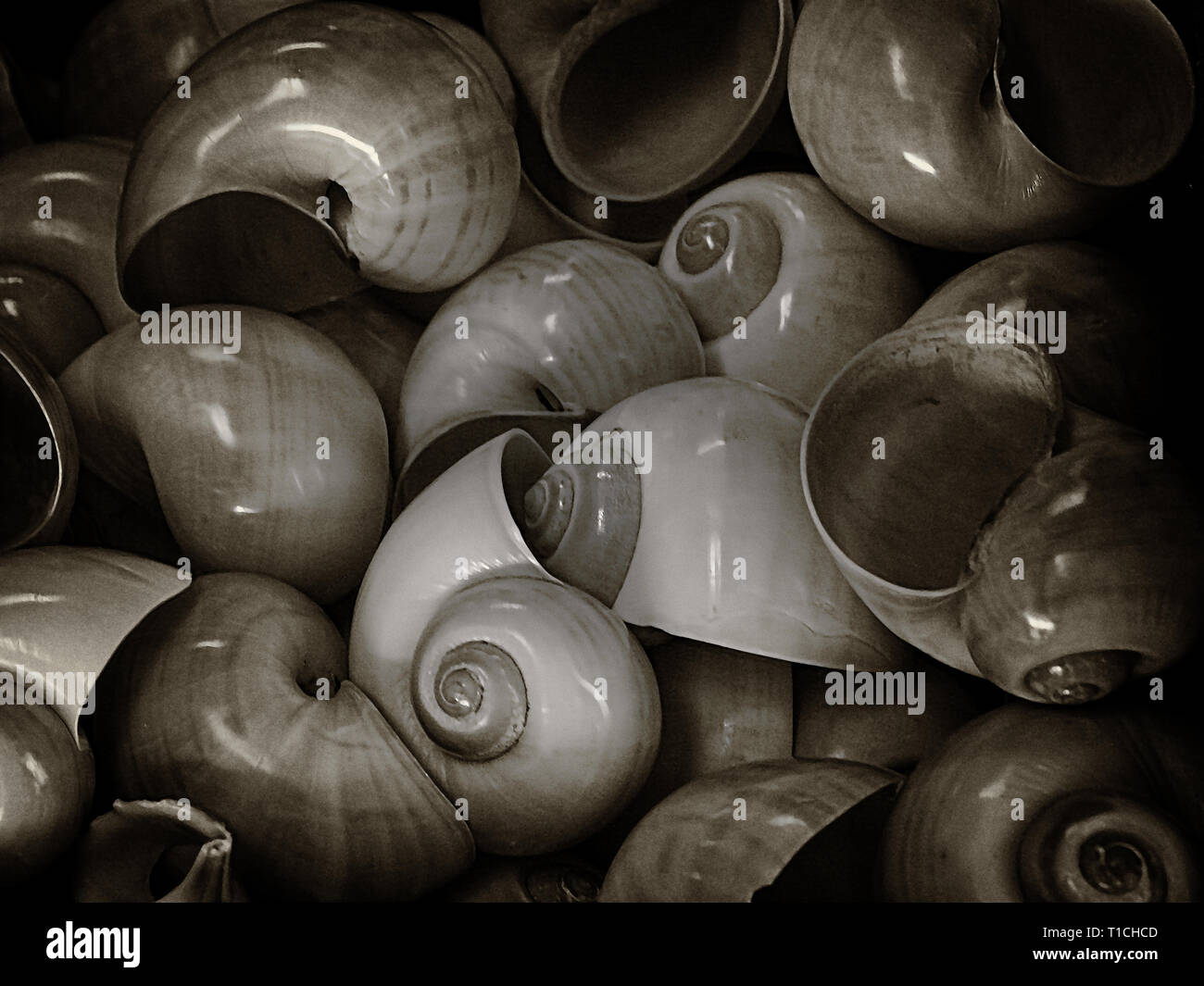 Moon snails hi-res stock photography and images - Alamy