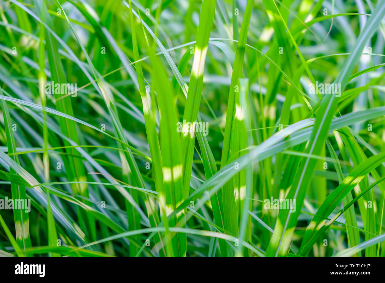 Leaves of green grass with white stripes Stock Photo - Alamy