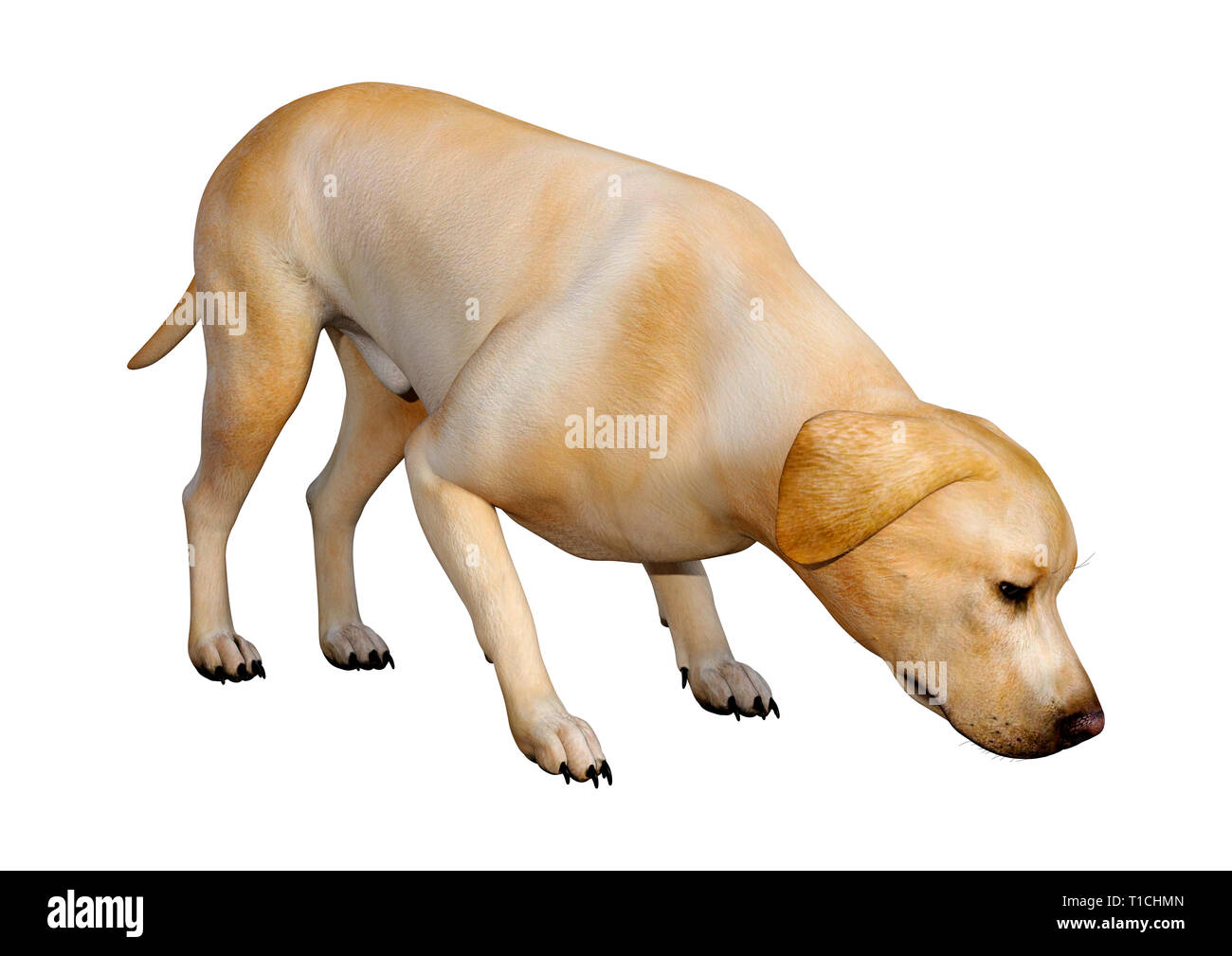 3D rendering of a yellow labrador dog isolated on white background ...