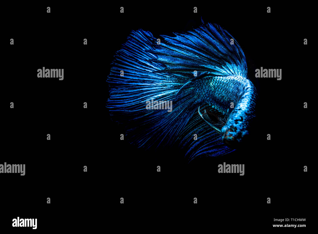 Blue fighting fish on black background Stock Photo - Alamy