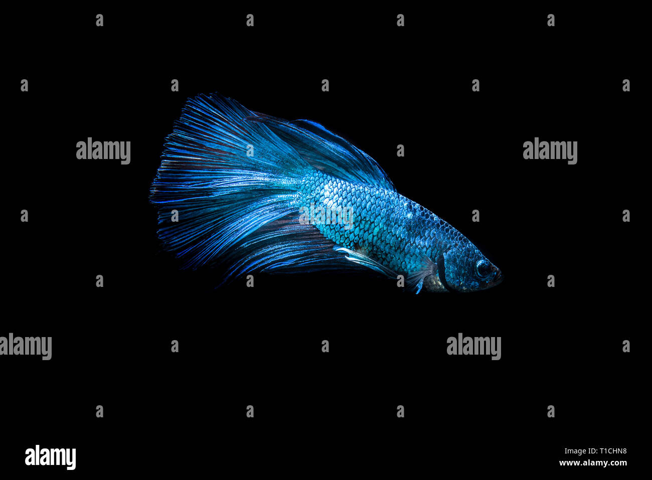 Blue fighting fish on black background Stock Photo - Alamy