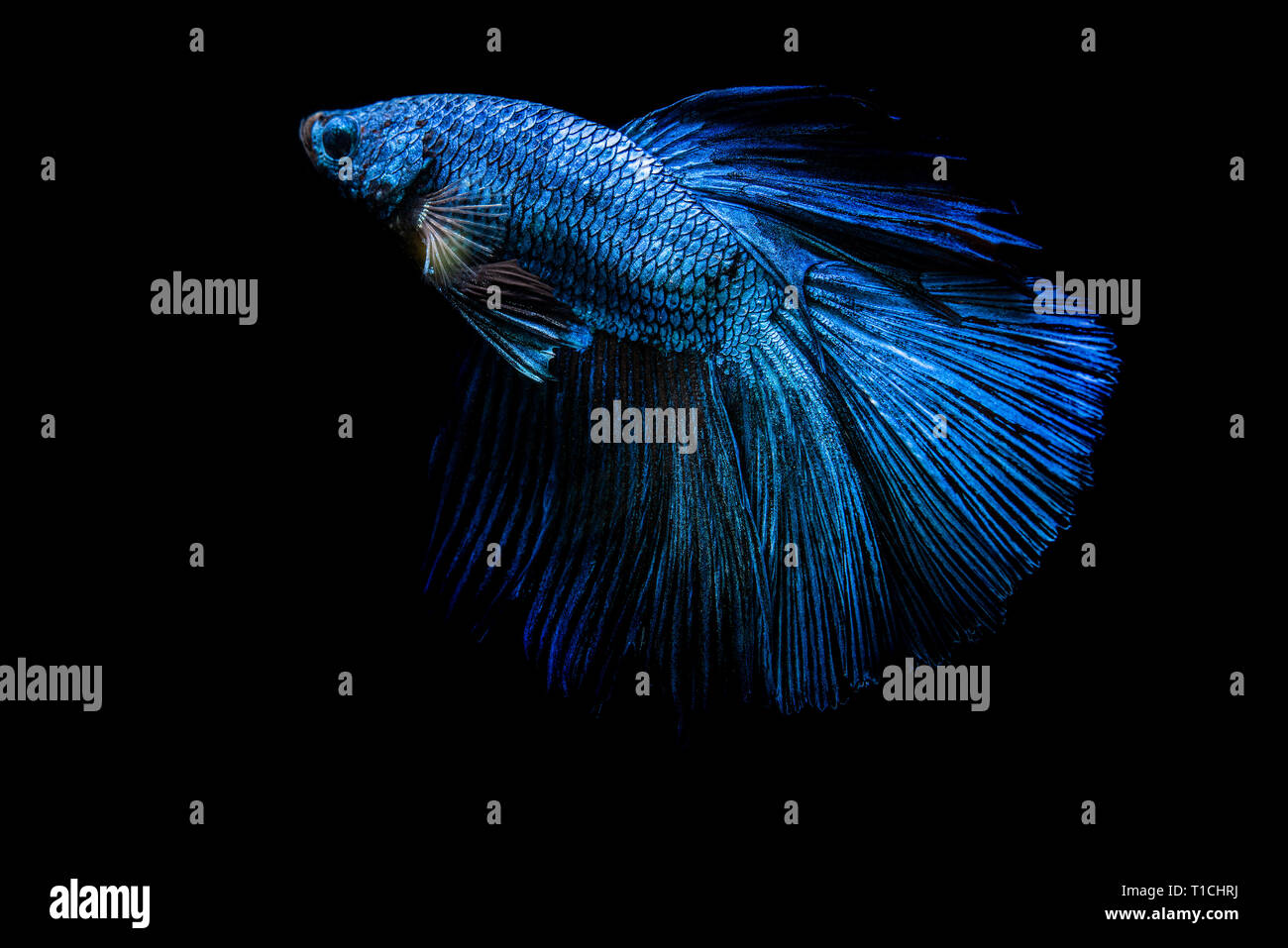 Blue fighting fish on black background Stock Photo - Alamy