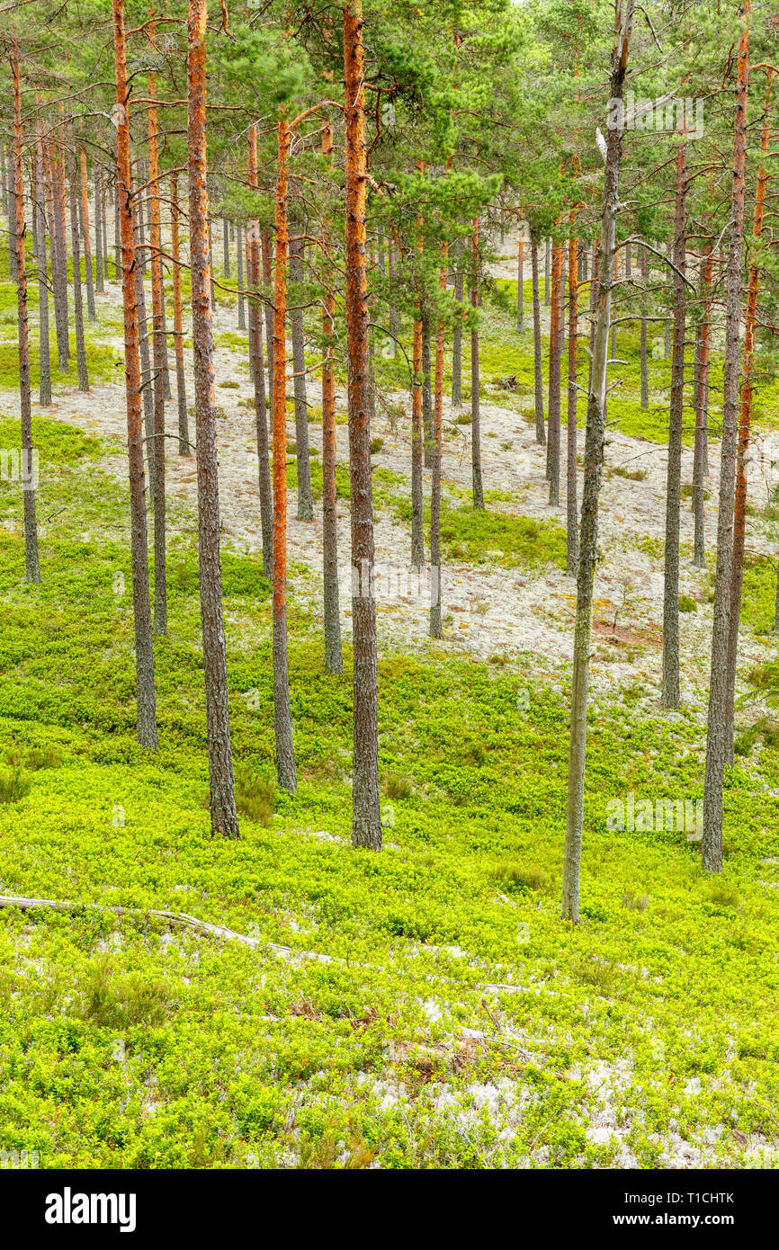 Pine view of tree hi-res stock photography and images - Alamy