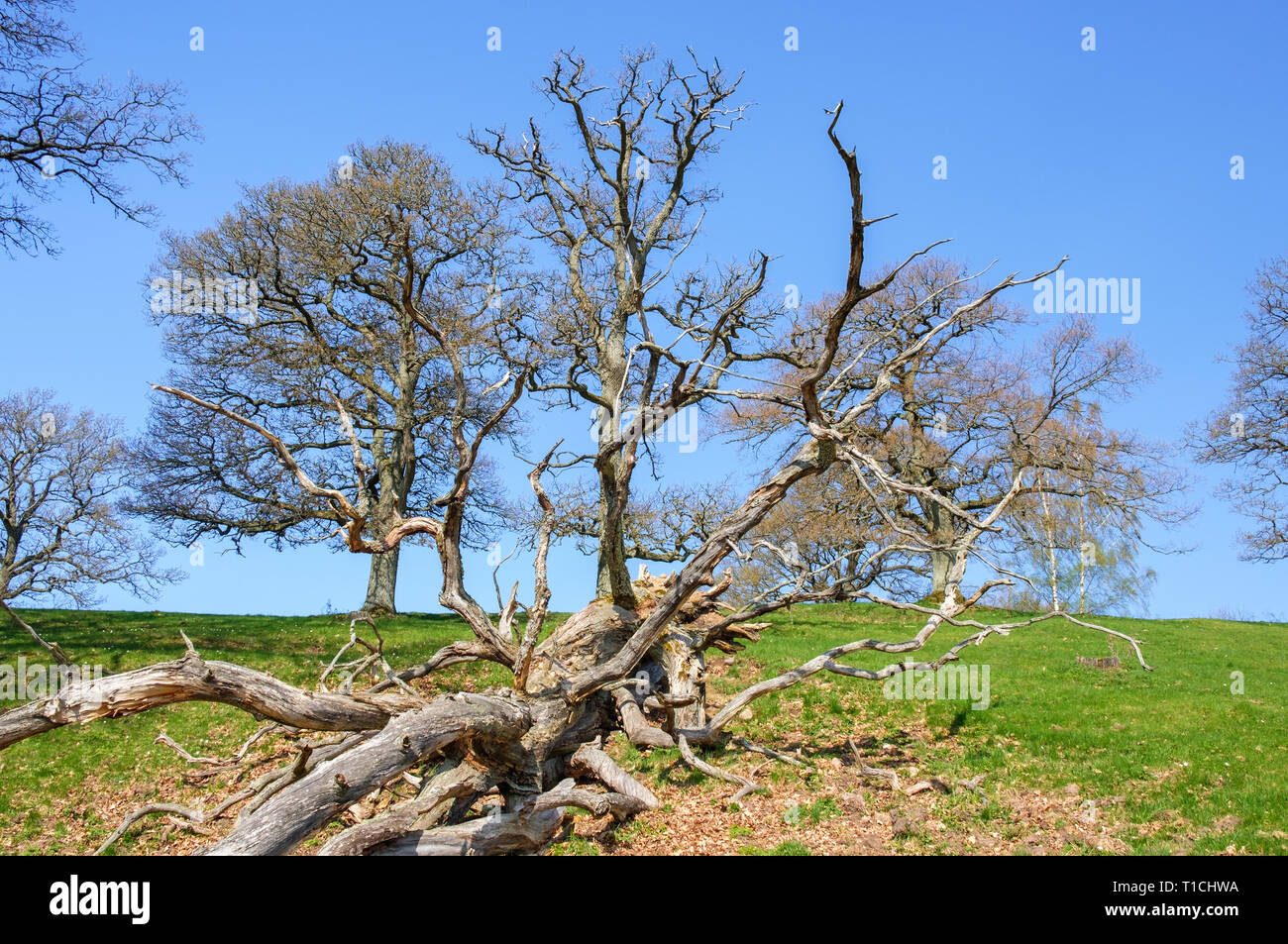 Meadow with an old dead tree on the ground Stock Photo - Alamy