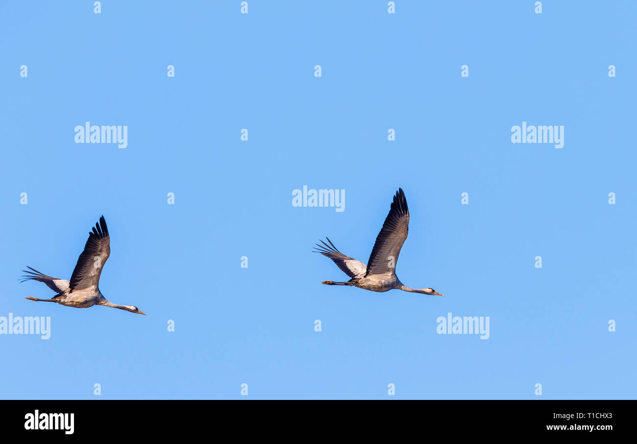 Crane pair flying hi-res stock photography and images - Alamy
