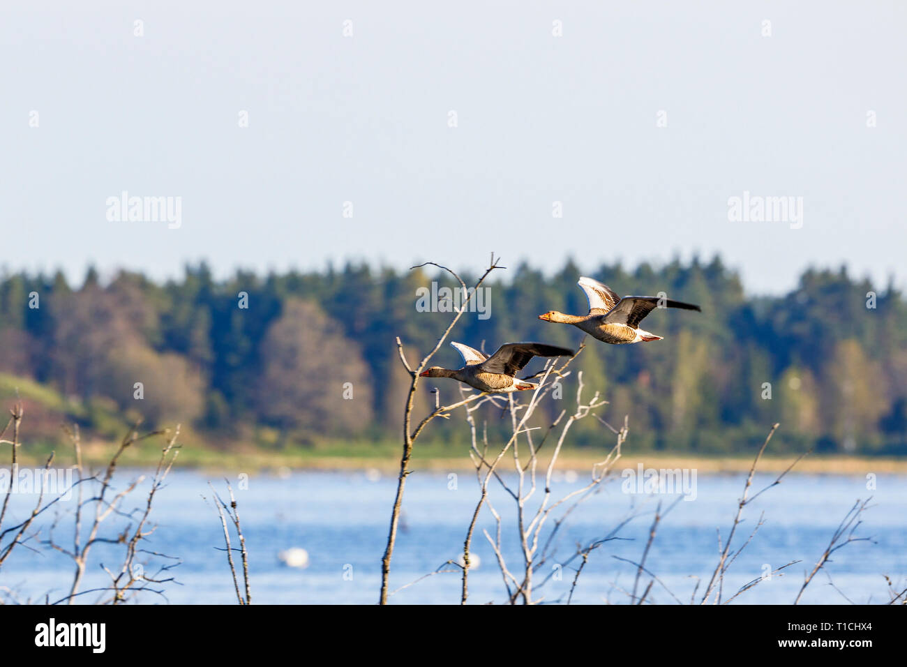 Grey goose anser anser flying over the water hi-res stock photography ...