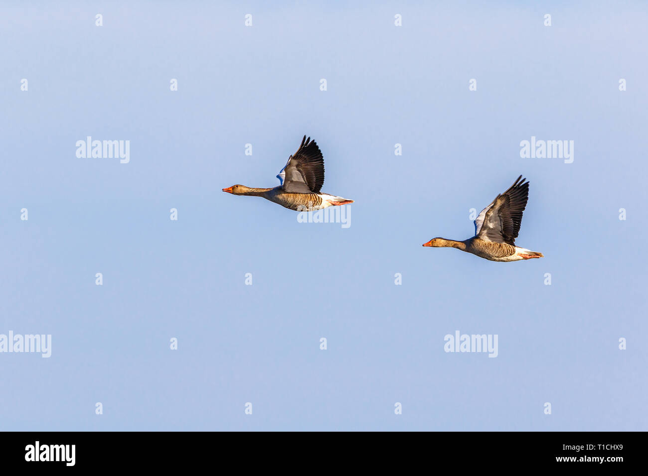 Geese flying side view hi-res stock photography and images - Alamy