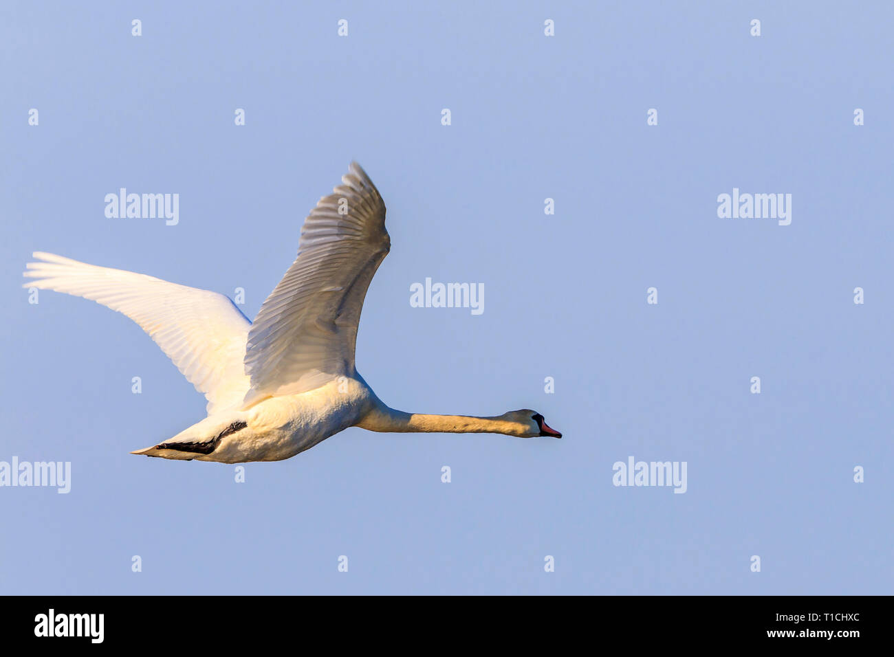 Swan flying hi-res stock photography and images - Alamy