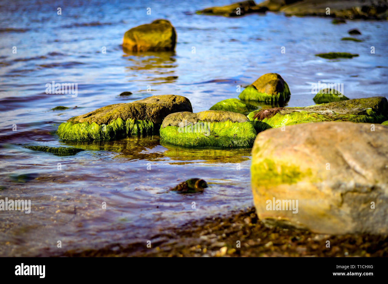 Green sea water algae beach hi-res stock photography and images - Alamy