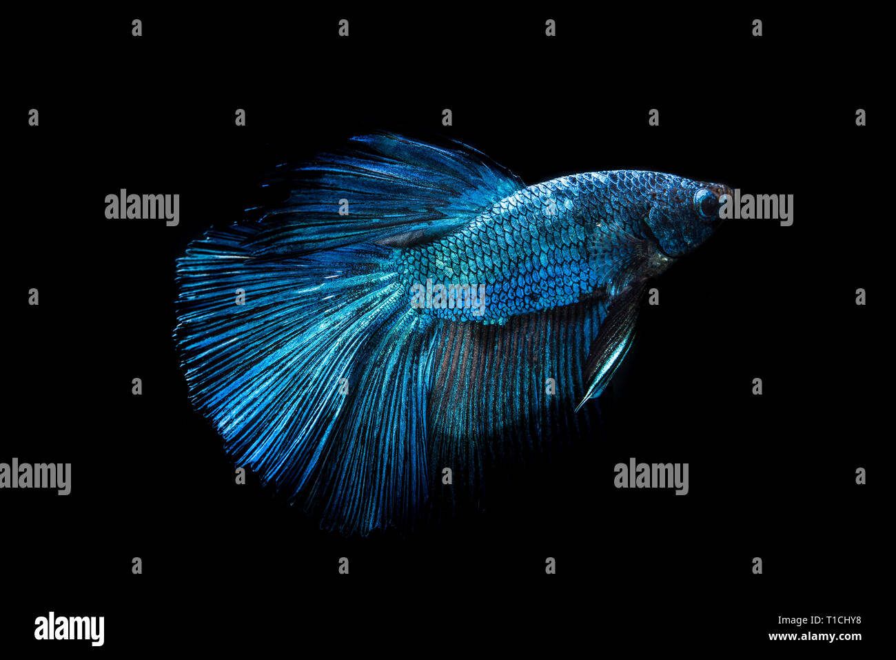 Blue fighting fish on black background Stock Photo - Alamy