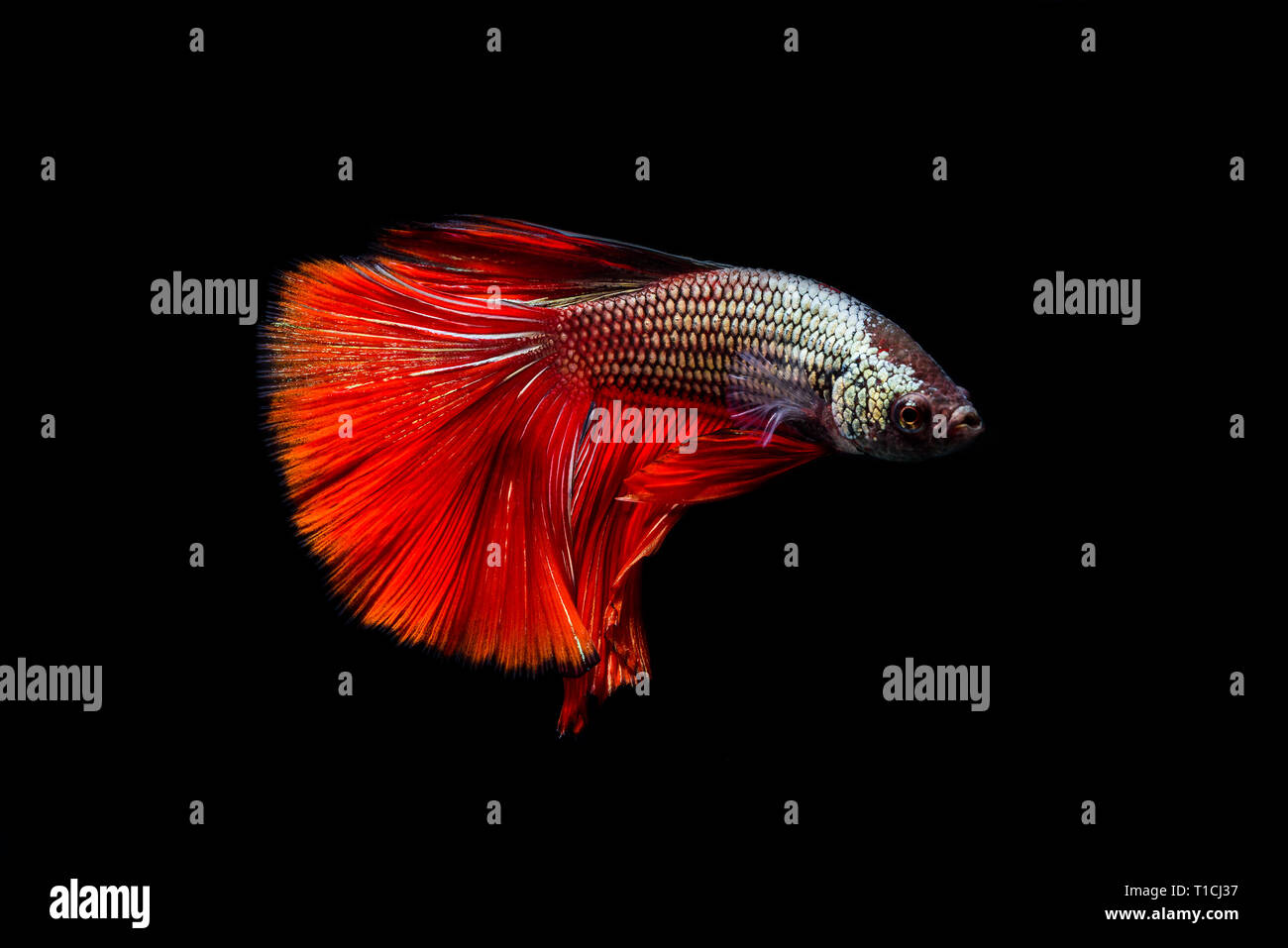 red fighting fish on black background Stock Photo - Alamy