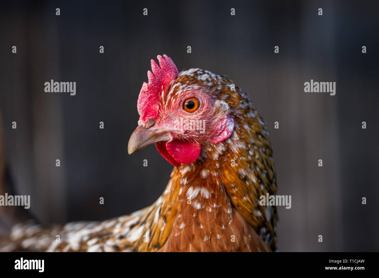 Stoapiperl / Steinhendl (Gallus gallus domesticus), a critically endangered chicken breed from ...