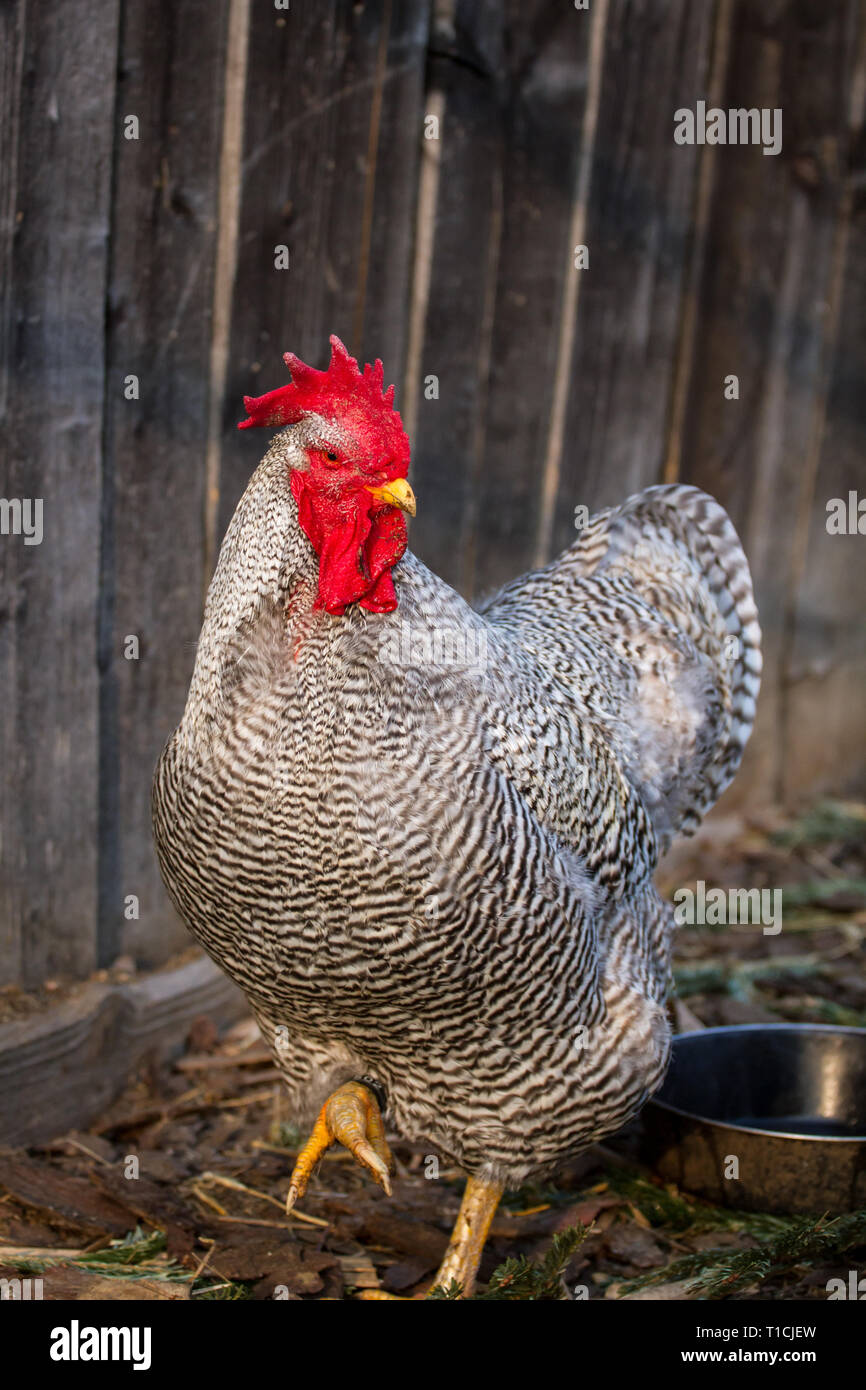 Amrock chicken rooster (Gallus gallus domesticus Stock Photo - Alamy