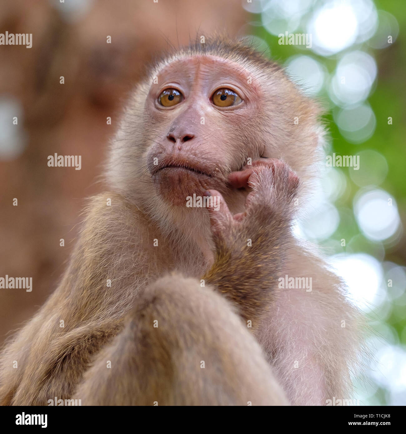 Close up cute wild monkey hi-res stock photography and images - Alamy