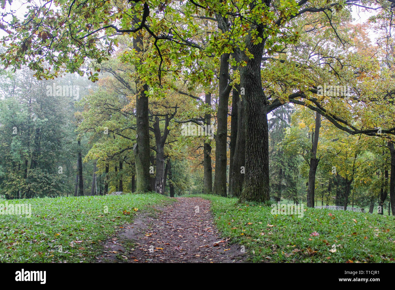 Autumn park in the morning in cloudy weather. Picture autumn park ...
