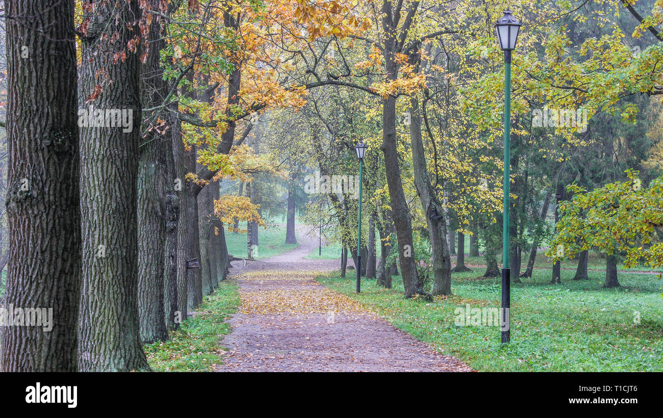 Autumn park in the morning in cloudy weather. Picture autumn park ...